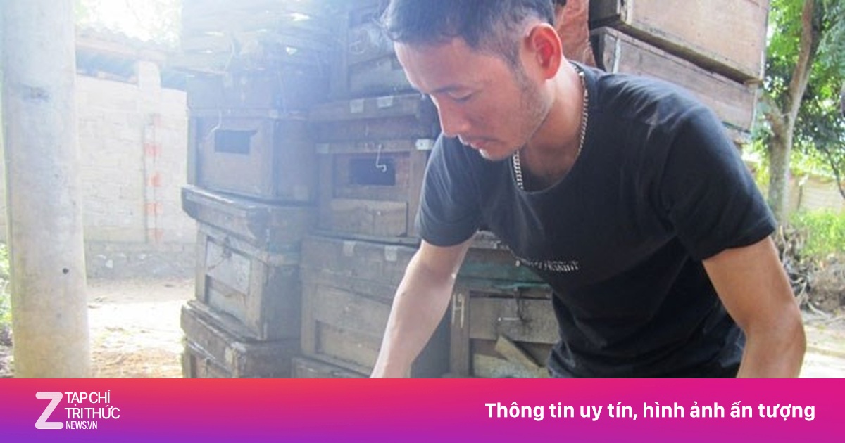 Nuôi ong lấy mật thu 2 tỷ mỗi năm - Kinh doanh - ZNEWS.VN