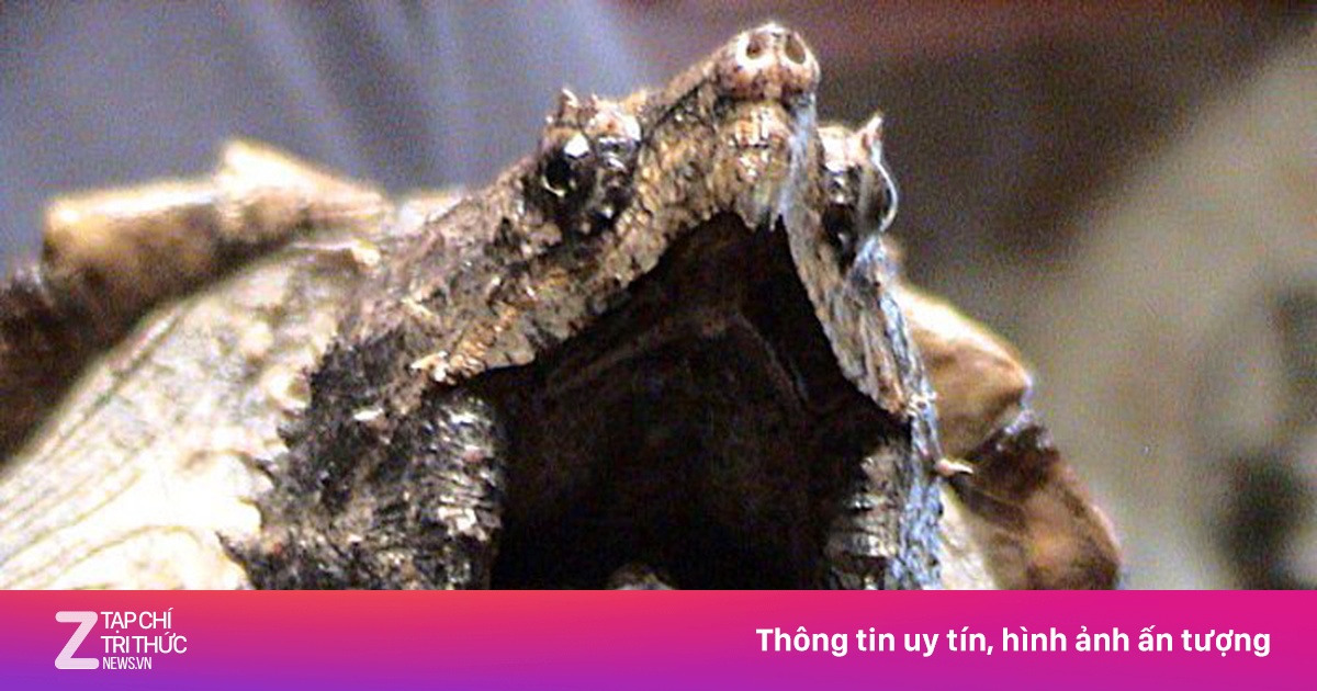 Bộ dạng kinh dị của loài rùa có mặt từ thời tiền sử - Thế giới - ZNEWS.VN