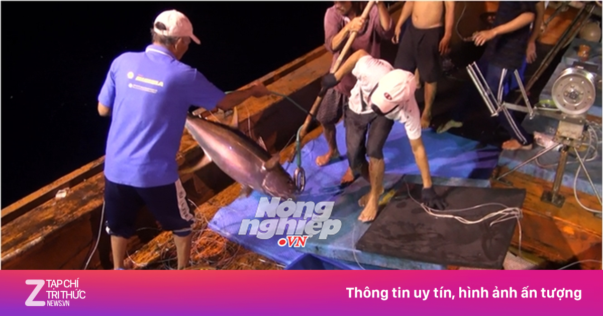 'Bò gù' đi Nhật - Kinh doanh - ZNEWS.VN