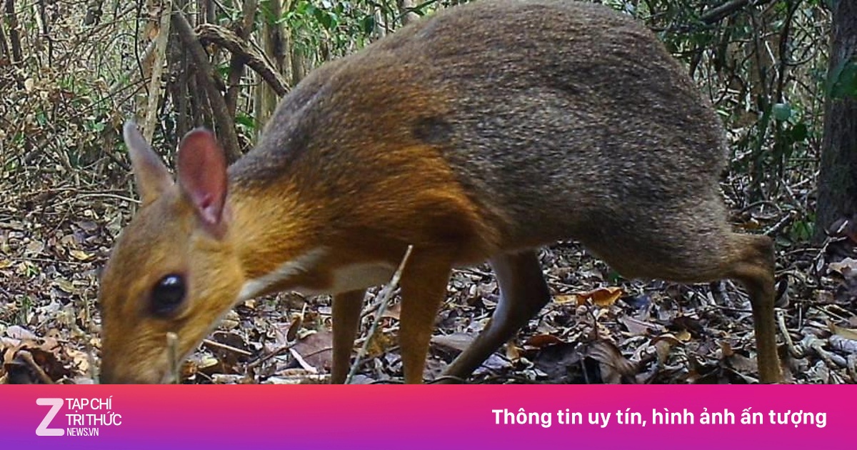 Cheo cheo quý xuất hiện ở Việt Nam sau khi biến mất 'suốt một thế hệ ...