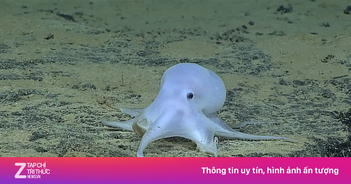 Bí ẩn chưa thể giải đáp về bạch tuộc ma Casper - Thế giới - ZNEWS.VN