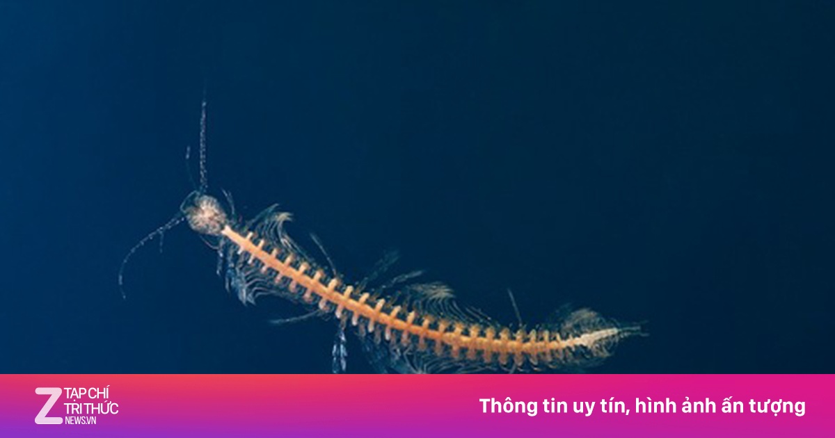 Phát hiện loài giáp xác cực độc đầu tiên - Thế giới - ZNEWS.VN