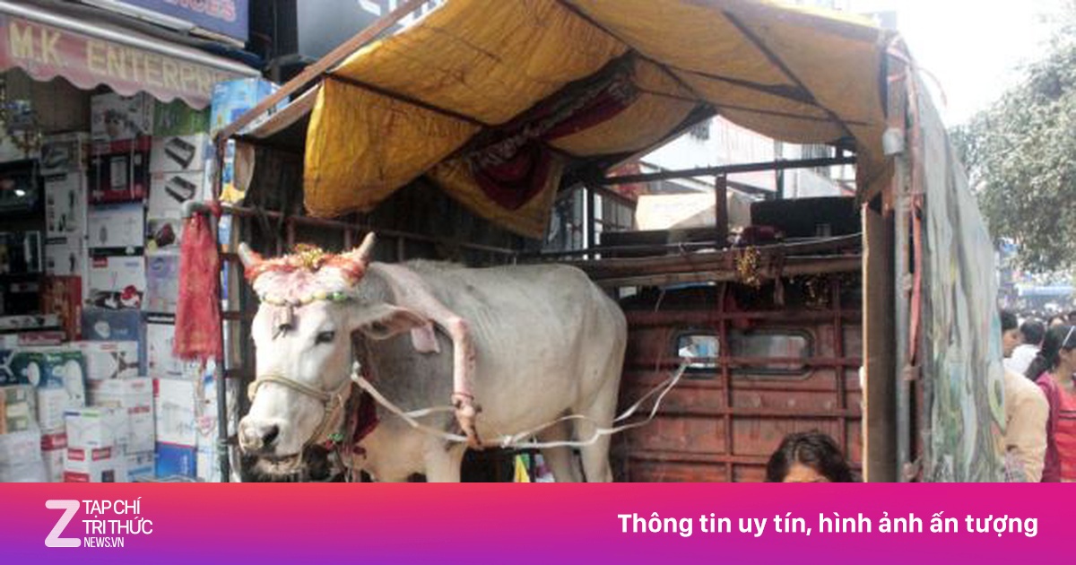 Bò 5 chân ‘chu du’ Ấn Độ - Chuyện lạ - ZNEWS.VN