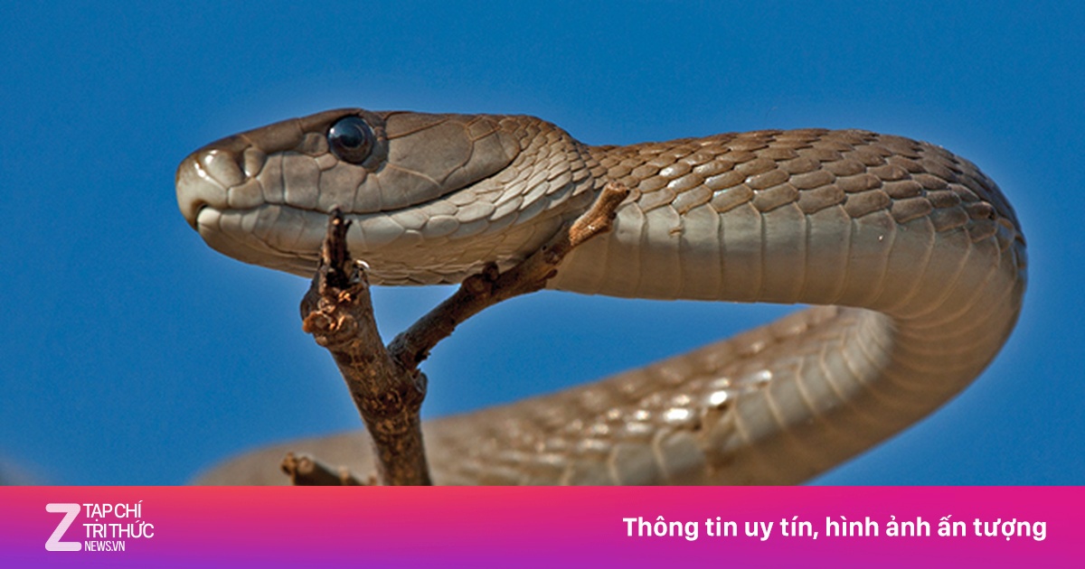 Cận cảnh loài rắn độc dài nhất châu Phi - Khám phá - ZNEWS.VN