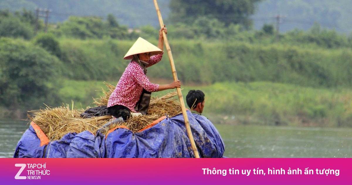 Đàn trâu kéo xe chở lúa tự chế nườm nượp bơi qua sông - Đời sống - ZNEWS.VN