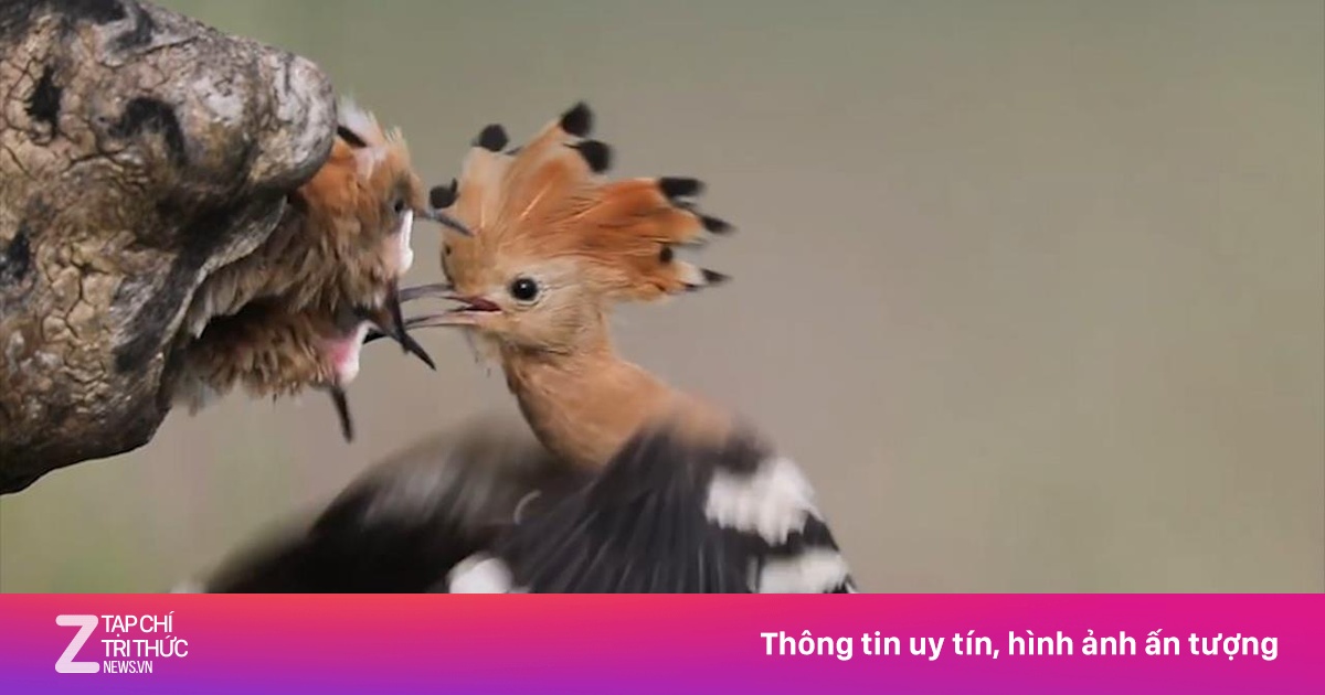Khoảnh khắc chim đầu rìu móm cho đàn con ăn - Nhịp sống - ZNEWS.VN