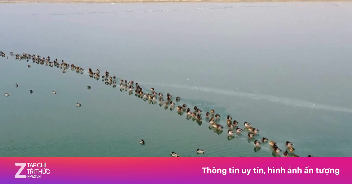 Hàng nghìn con chim di cư đậu trên mặt hồ chứa nước - Kinh nghiệm du ...