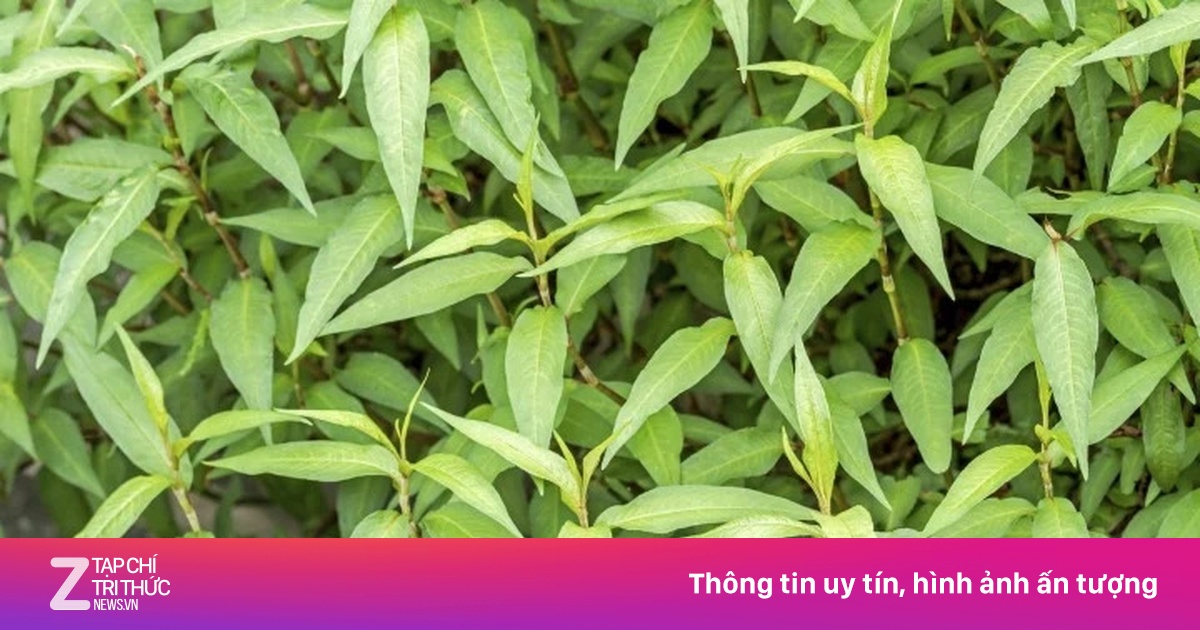 6 lợi ích tuyệt vời của rau răm với sức khỏe - Sức khỏe - ZNEWS.VN