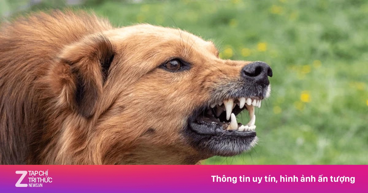 Bé trai bị chó cắn thương tâm khi đi chúc Tết - Sức khỏe - ZNEWS.VN