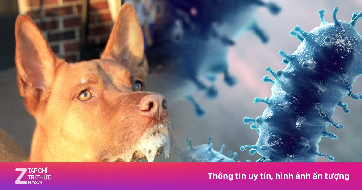 Xuất hiện thêm ổ dịch dại tại Đồng Nai - Sức khỏe - ZNEWS.VN