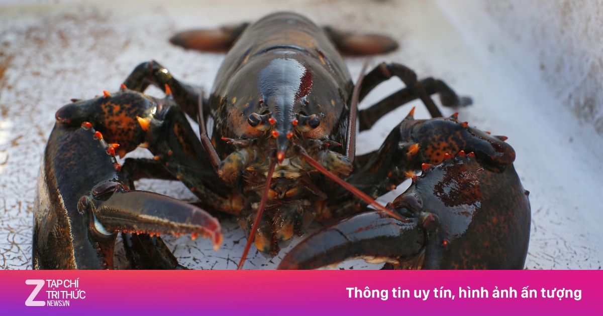Bang Mỹ dậy sóng vì cuộc chiến tôm hùm - Thế giới - ZNEWS.VN