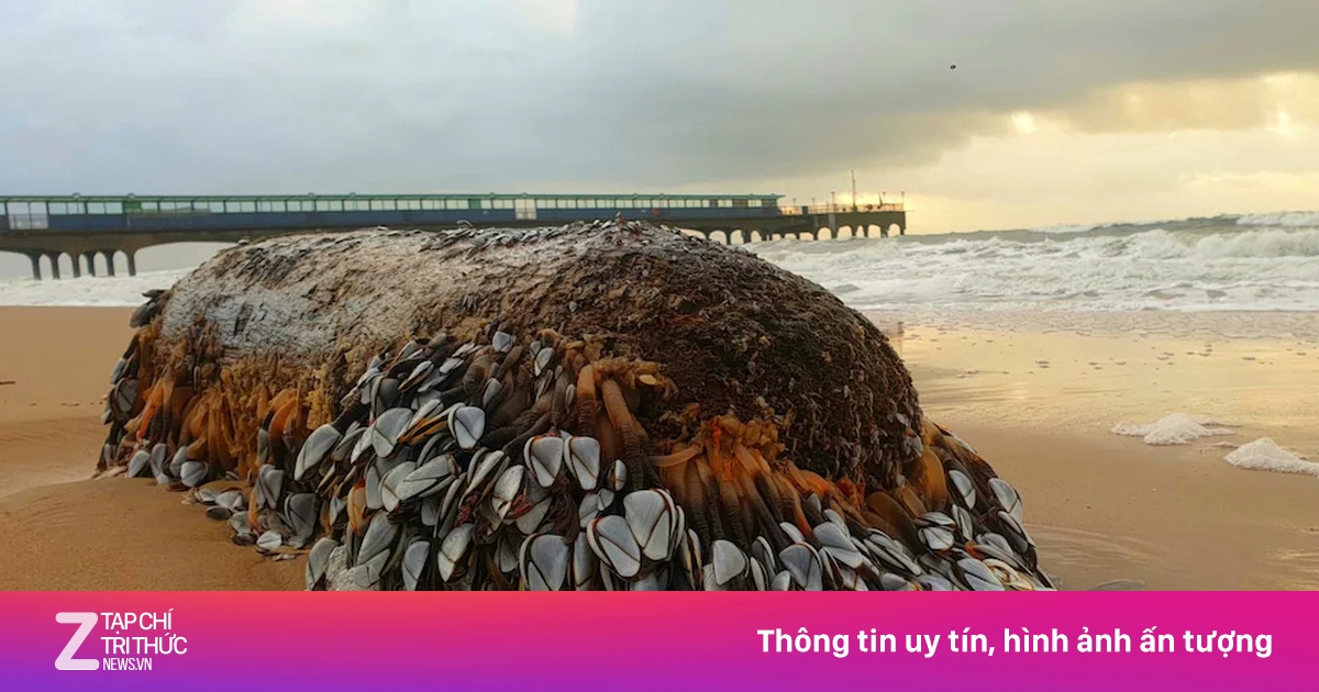 Khúc gỗ phủ đầy hà ngỗng trôi dạt vào bờ biển | Znews.vn