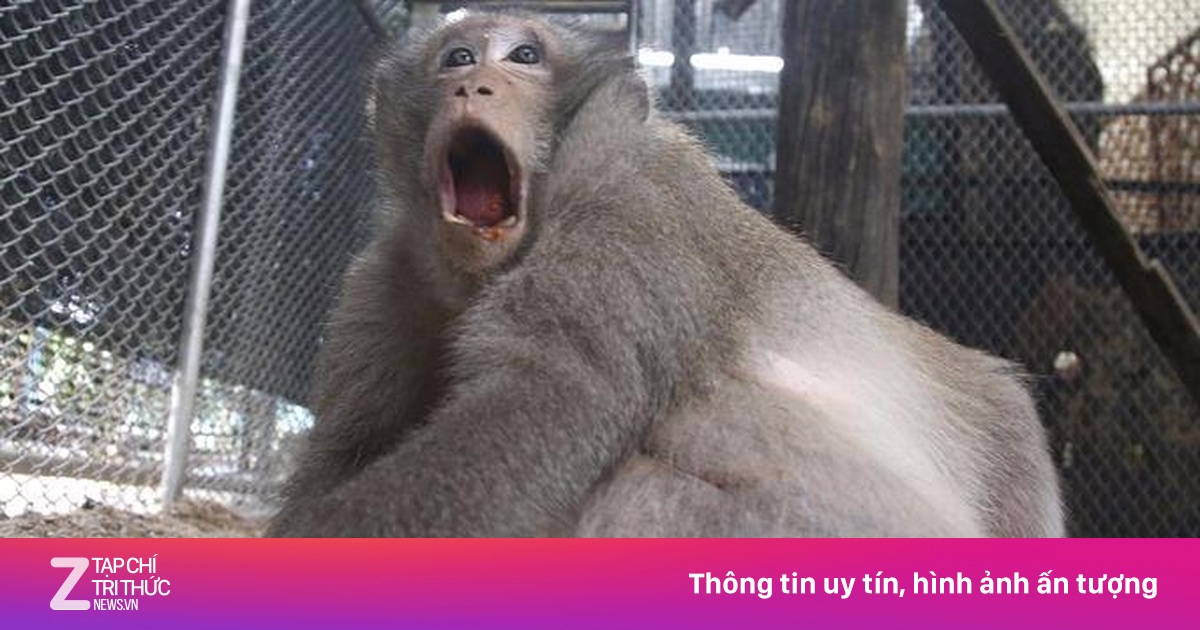 Khỉ béo phì ở Thái Lan bắt đầu quá trình ăn kiêng - Ảnh & Video - ZNEWS.VN