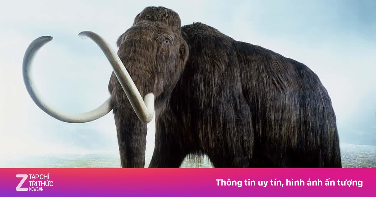 Nguyên nhân khiến voi ma mút đực biến mất hàng nghìn năm trước - Thế ...