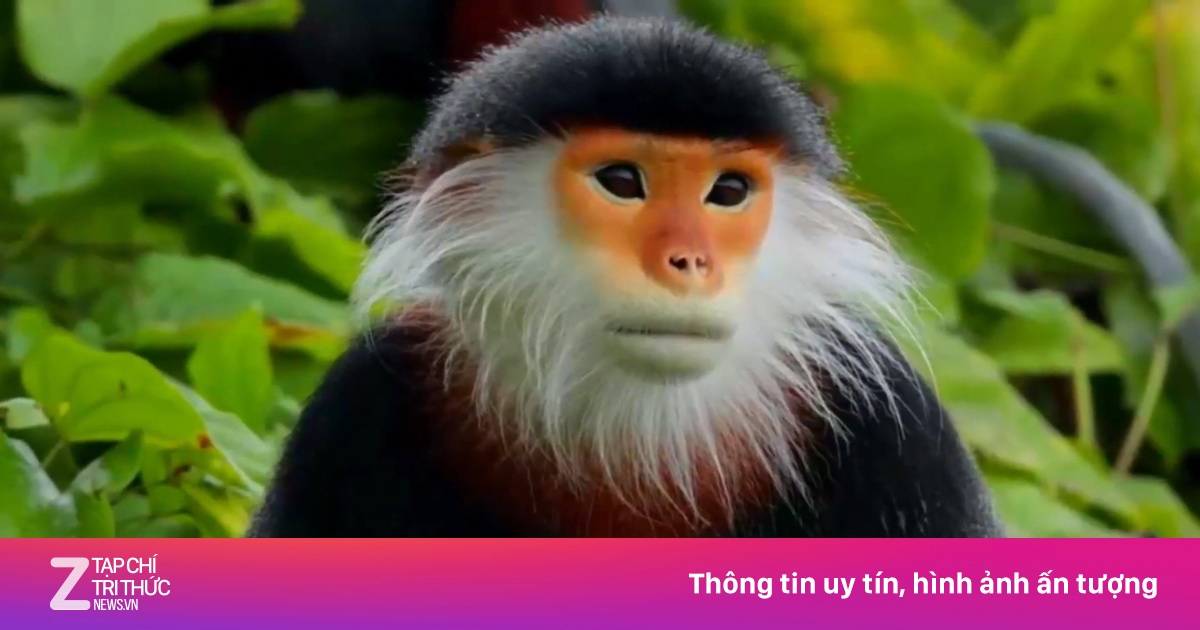 Loài voọc nhiều màu sắc nhất thế giới - Tư liệu - ZNEWS.VN