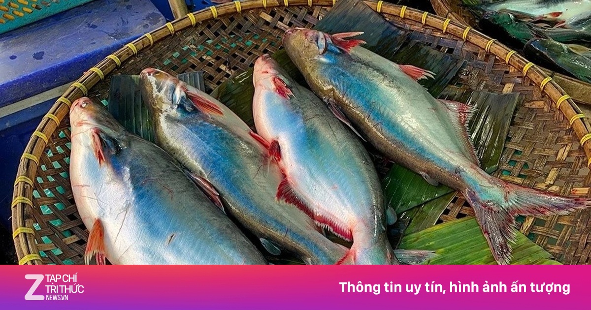 Cá basa: Loài cá có phần bụng siêu béo, thơm ngon giàu dinh dưỡng ...