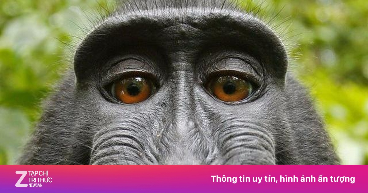 Khỉ chụp ảnh selfie ở Indonesia là 'nhân vật của năm' - Thế giới - ZNEWS.VN