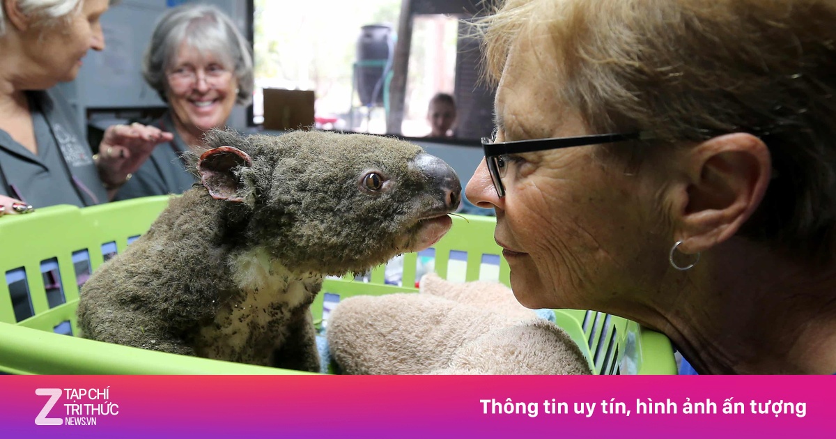 Australia nóng kỷ lục - trên bờ là chảo lửa, dưới biển hóa 'nồi lẩu ...