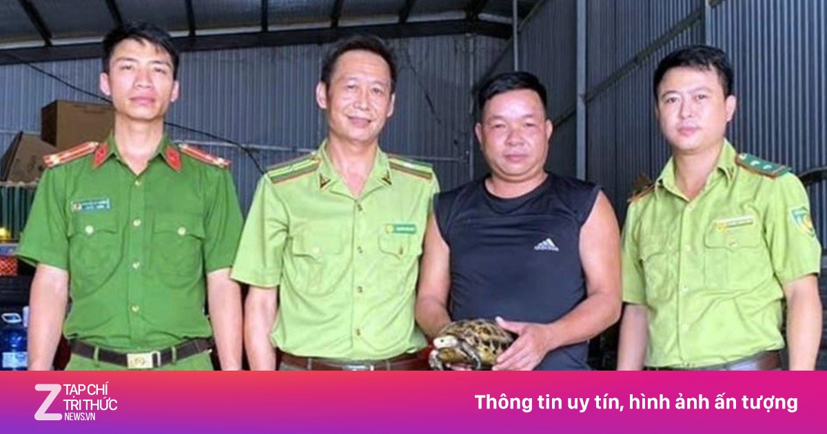 Rùa núi vàng quý hiếm bò vào vườn nhà dân | Znews.vn
