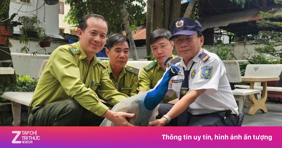 Chim công Ấn Độ quý hiếm bất ngờ xuất hiện ở chung cư TP.HCM | Znews.vn