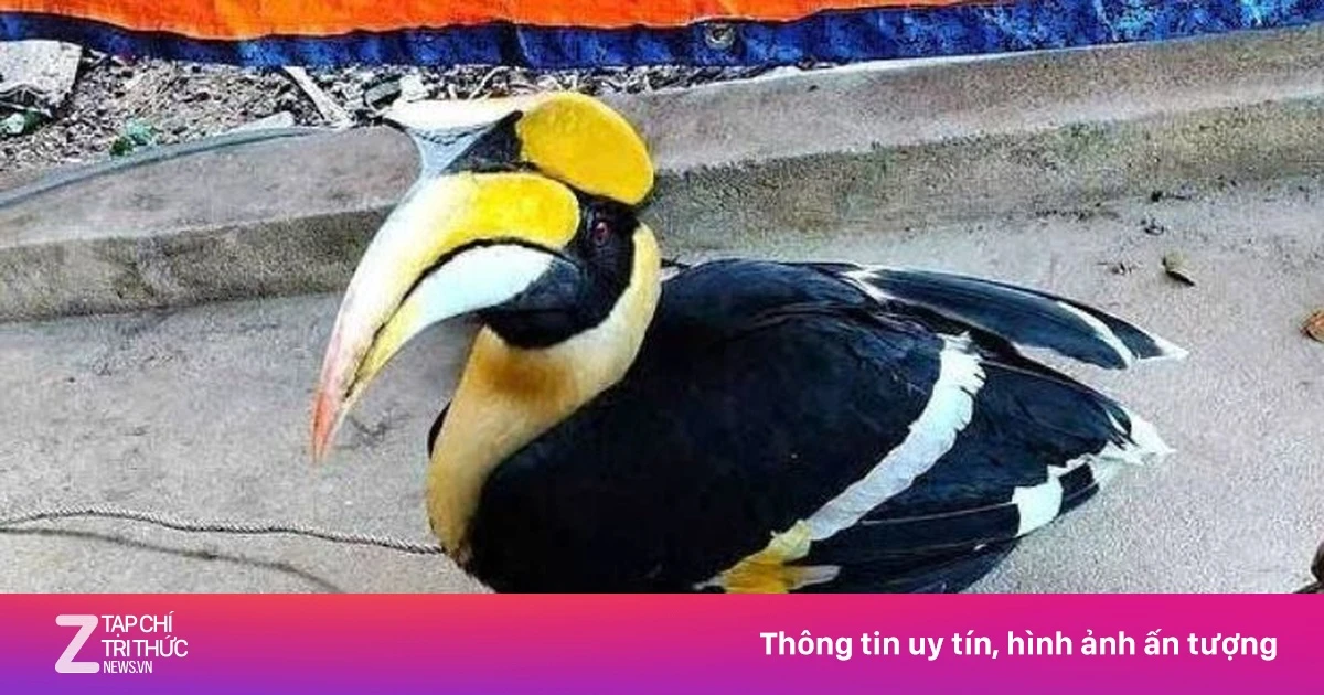 Chim lạ quý hiếm bay lạc vào nhà dân ở Nghệ An | Znews.vn