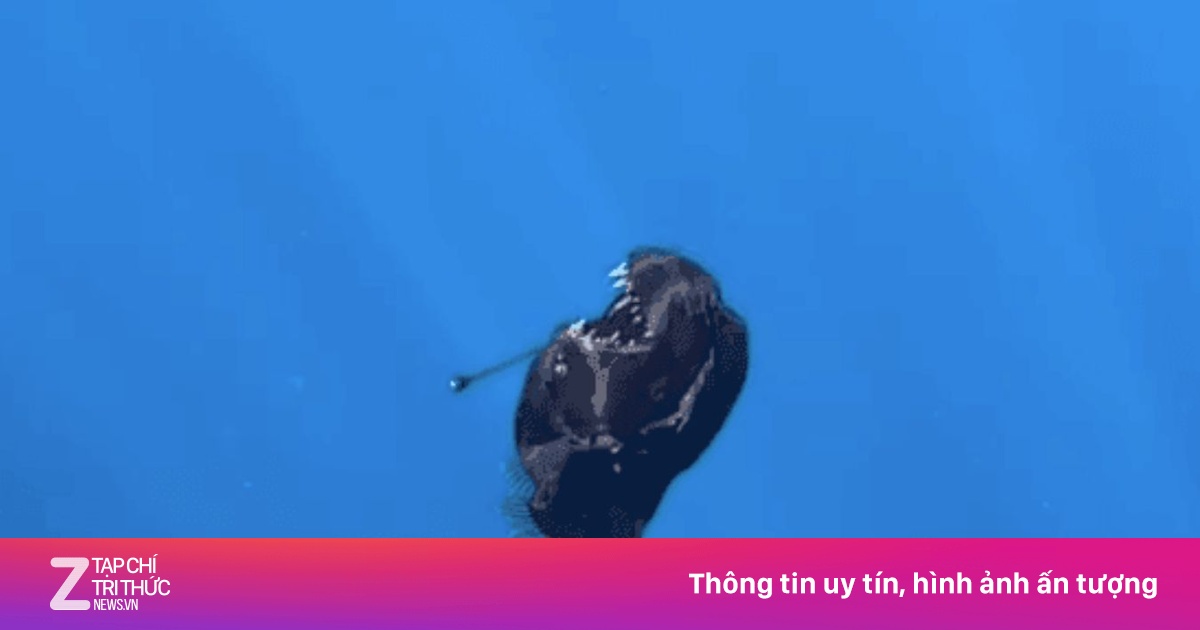 Vì sao nhiều người khóc khi thấy cảnh 'quỷ biển đen' ngoi lên mặt nước ...