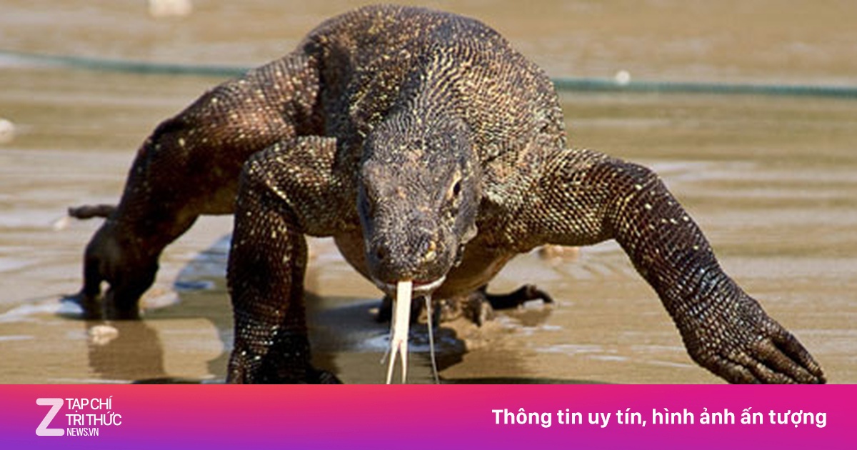 Rồng Komodo, 'quái vật thời tiền sử' sắp tuyệt chủng - Khoa học - ZNEWS.VN