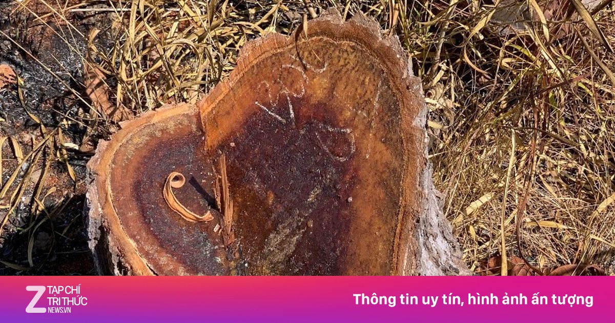 Điều tra nhóm đối tượng phá rừng quy mô lớn vào đêm giao thừa - Xã hội ...