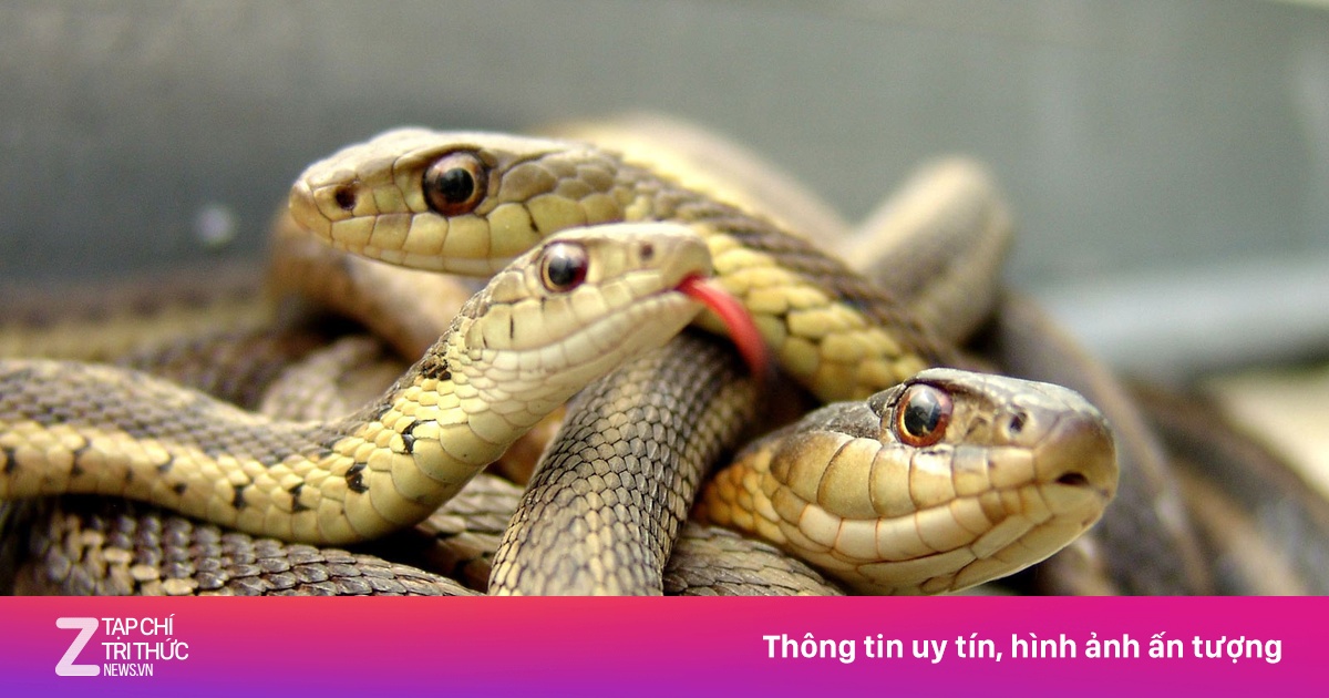 Hơn 100 con rắn ẩn náu trong nhà dân ở Bắc Mỹ - Chuyện lạ - ZNEWS.VN