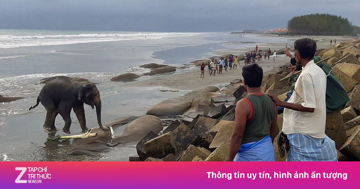 Giải cứu hai con voi lang thang trên bờ biển Vịnh Bengal | Znews.vn