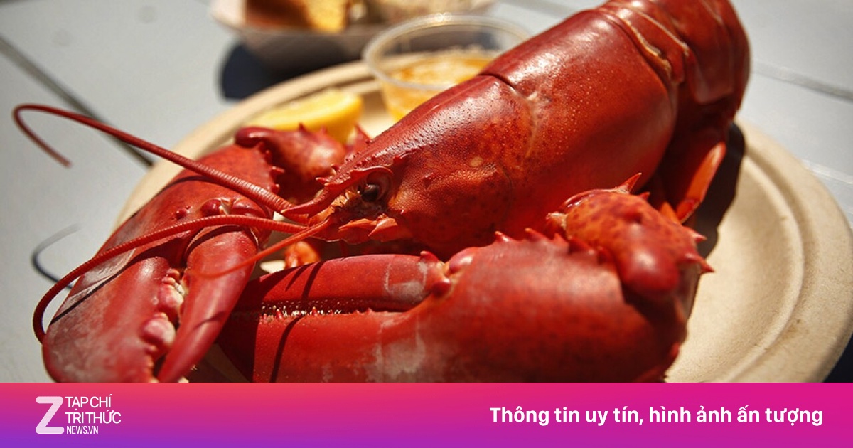 Vì sao các nhà hàng Mỹ loại tôm hùm khỏi thực đơn - Phân tích - ZNEWS.VN