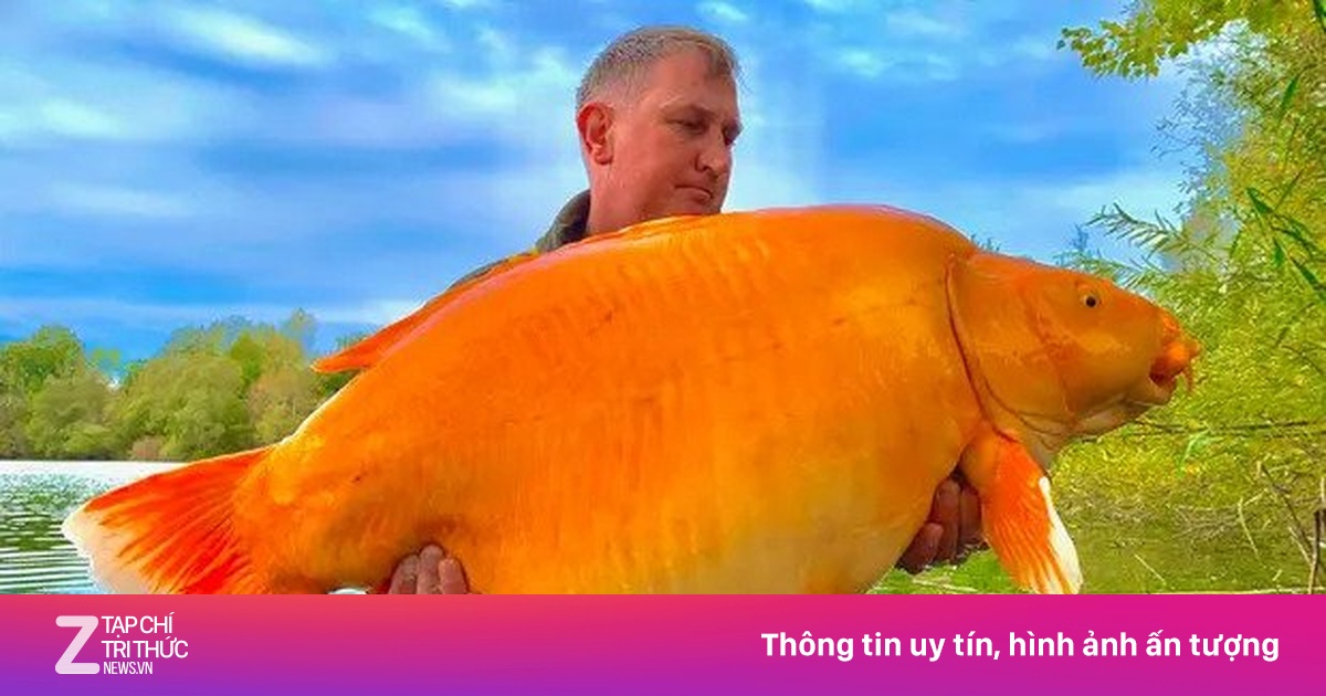 Cá vàng khổng lồ cắn câu ở Pháp - Thế giới - ZNEWS.VN