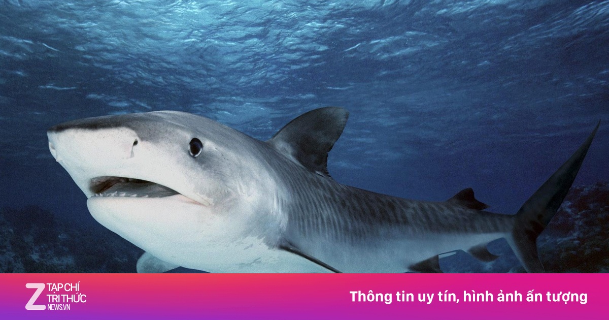 Khám phá loài cá mập dưới rạn san hô lớn nhất hành tinh - Kinh nghiệm ...