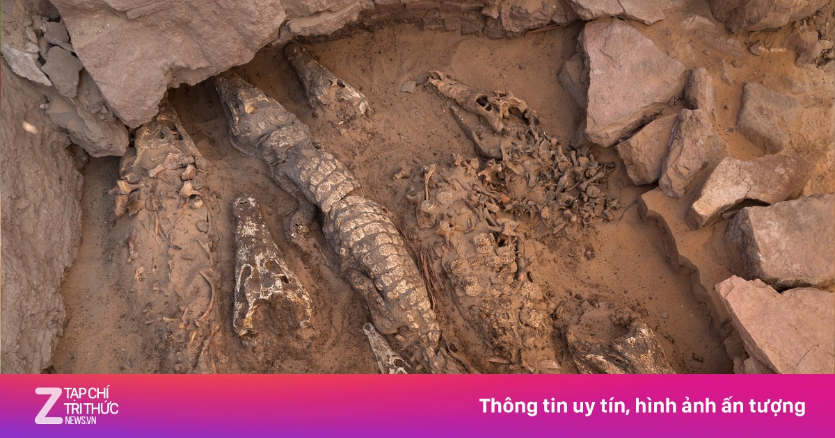 Xác ướp cá sấu hơn 2.000 năm tuổi trong mộ cổ Ai Cập | Znews.vn