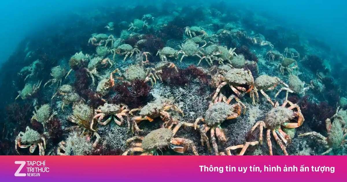 Hàng nghìn con cua nhện tràn lên bất thường ở bãi biển Anh - Thế giới ...