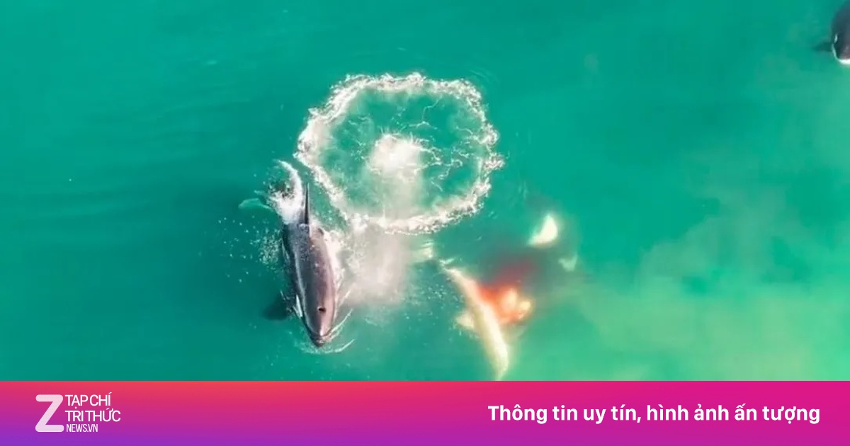 Cảnh quay trên không đầu tiên cho thấy cá voi sát thủ săn cá mập trắng ...