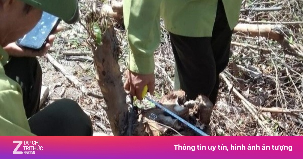 Trưởng phòng quản lý bảo vệ rừng thuê người chặt phá rừng - Xã hội ...