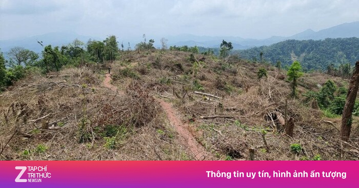 Phá rừng, 4 người dân ở Quảng Trị bị phạt hơn 600 triệu - Xã hội - ZNEWS.VN