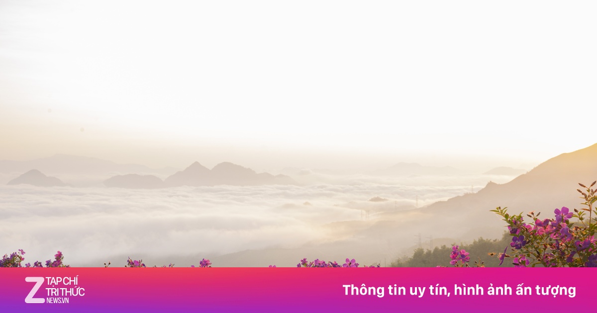 'Thiên đường' săn mây mới nổi ở đồi sim tím Sơn La | Znews.vn
