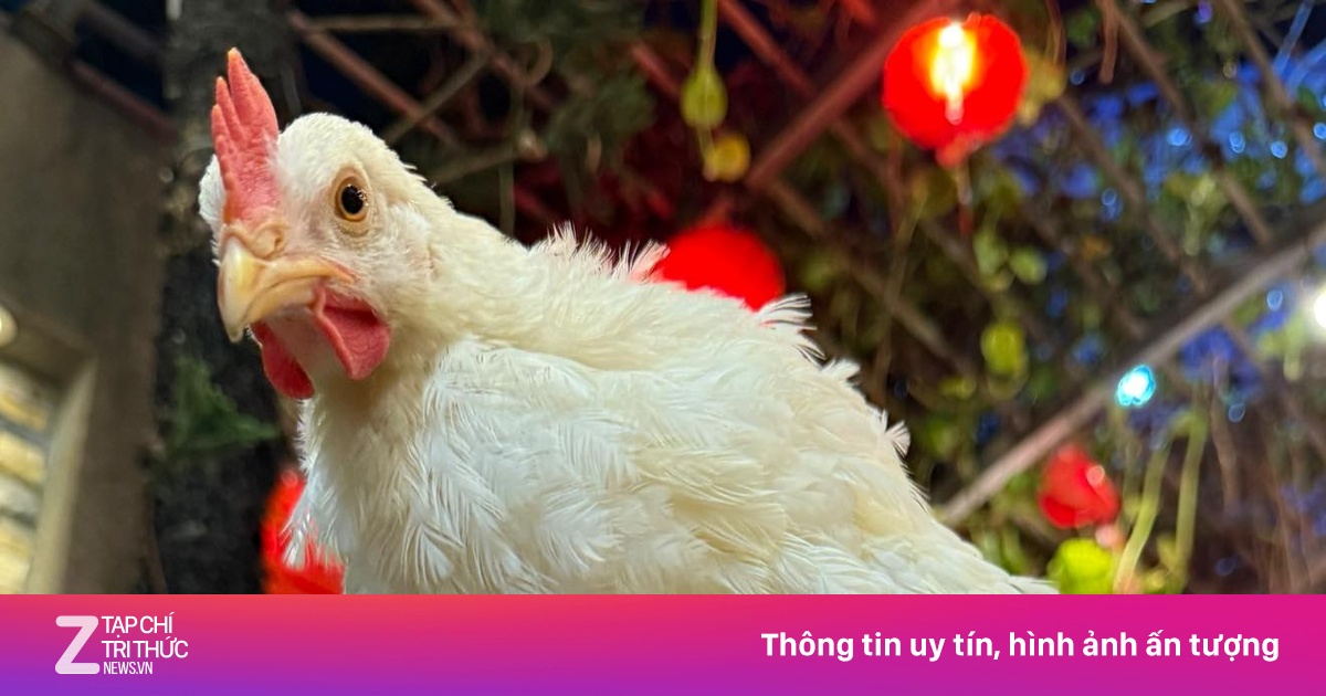 Chú gà đi lạc thành 'ngôi sao' ở quán cà phê mèo TP.HCM | Znews.vn