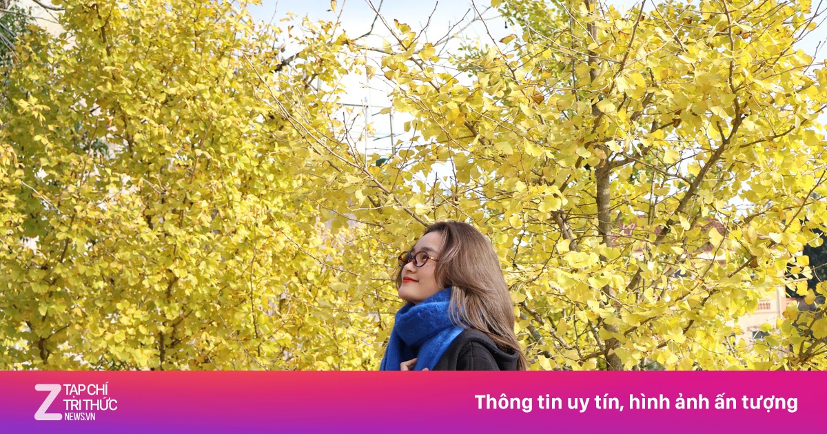 Cây ngân hạnh vàng rực 'ngỡ như Hàn Quốc' ở Sa Pa - Địa điểm du lịch ...