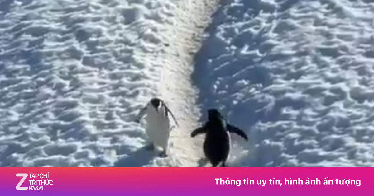 Chim cánh cụt nhường đường trên 'xa lộ' tuyết | Znews.vn