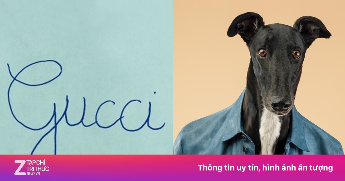 Gucci thay ảnh đại diện, chó mặc quần áo và loạt quảng cáo độc lạ ...
