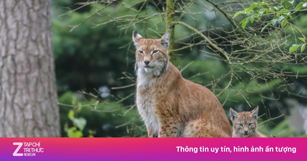 Linh miêu Iberia phát triển trở lại sau nguy cơ tuyệt chủng | Znews.vn