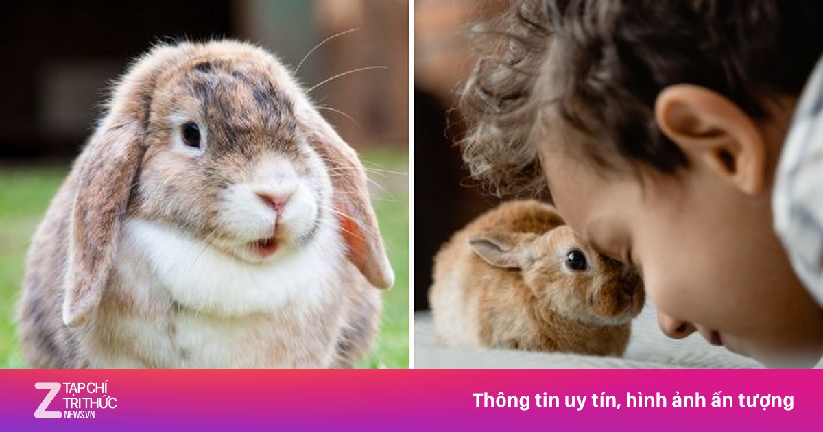 Làm giàu nhờ livestream bán thỏ trong năm Mão - Đời sống - ZNEWS.VN