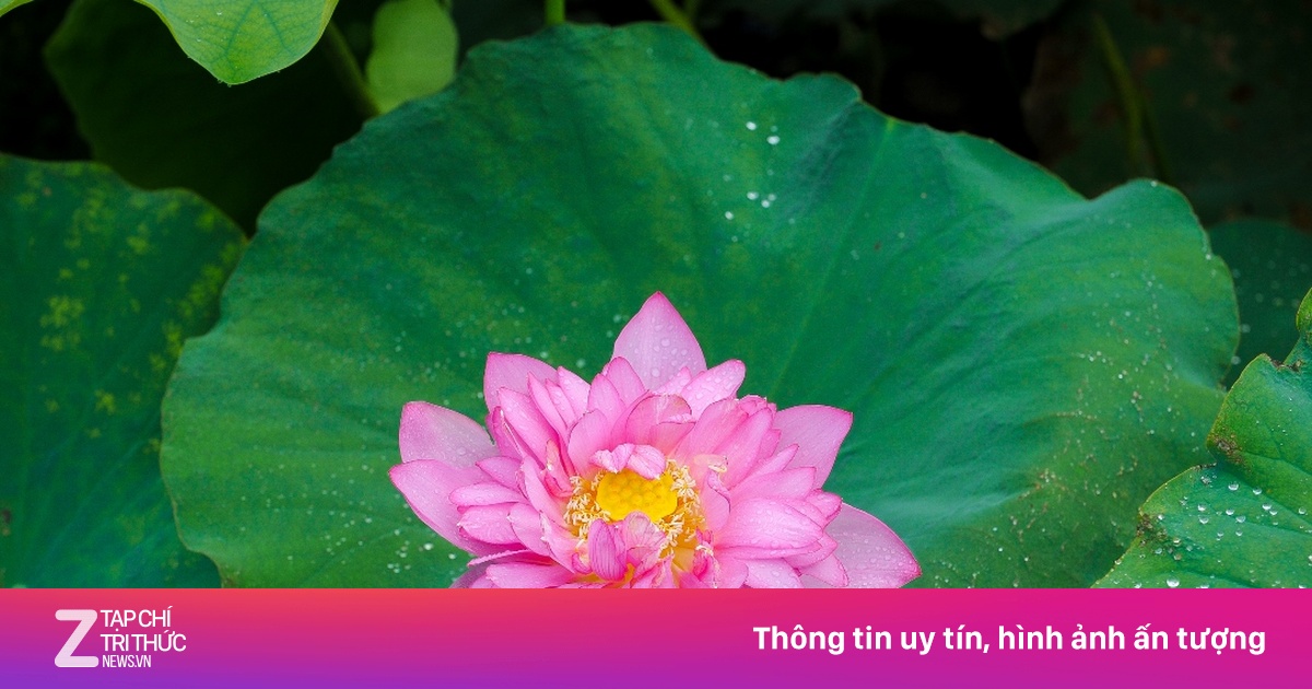 Vẻ đẹp của thung lũng hoa Hồ Tây mùa sen nở - Du lịch - ZNEWS.VN