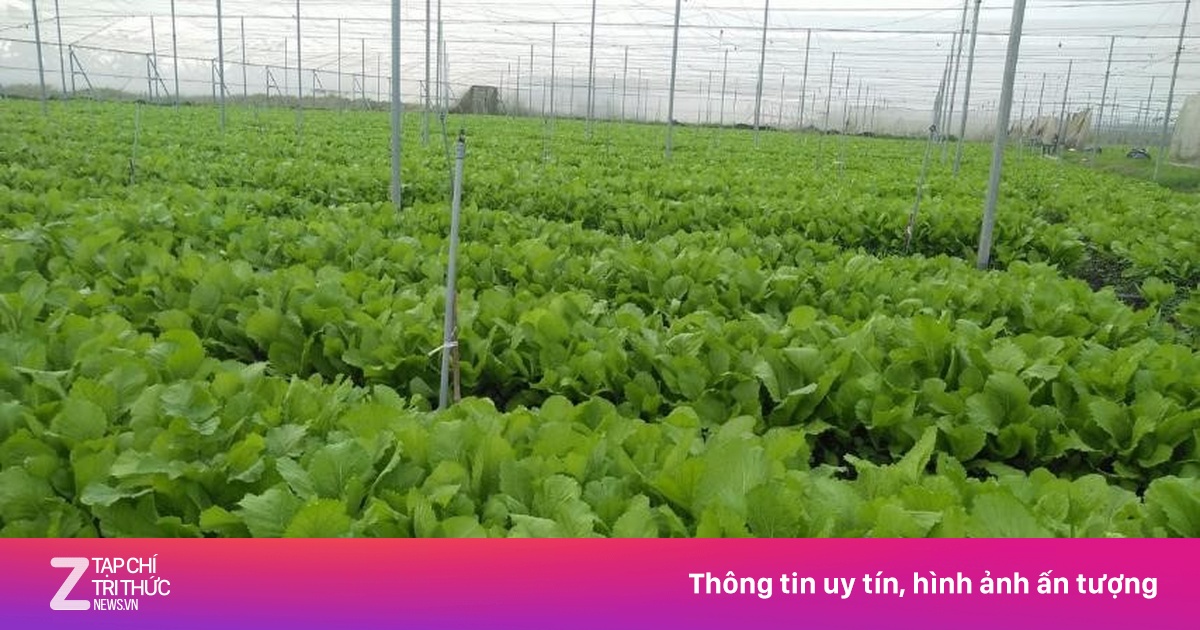 Rau củ quả sạch WinEco trợ giá đến 50% cho người tiêu dùng - Kinh doanh ...