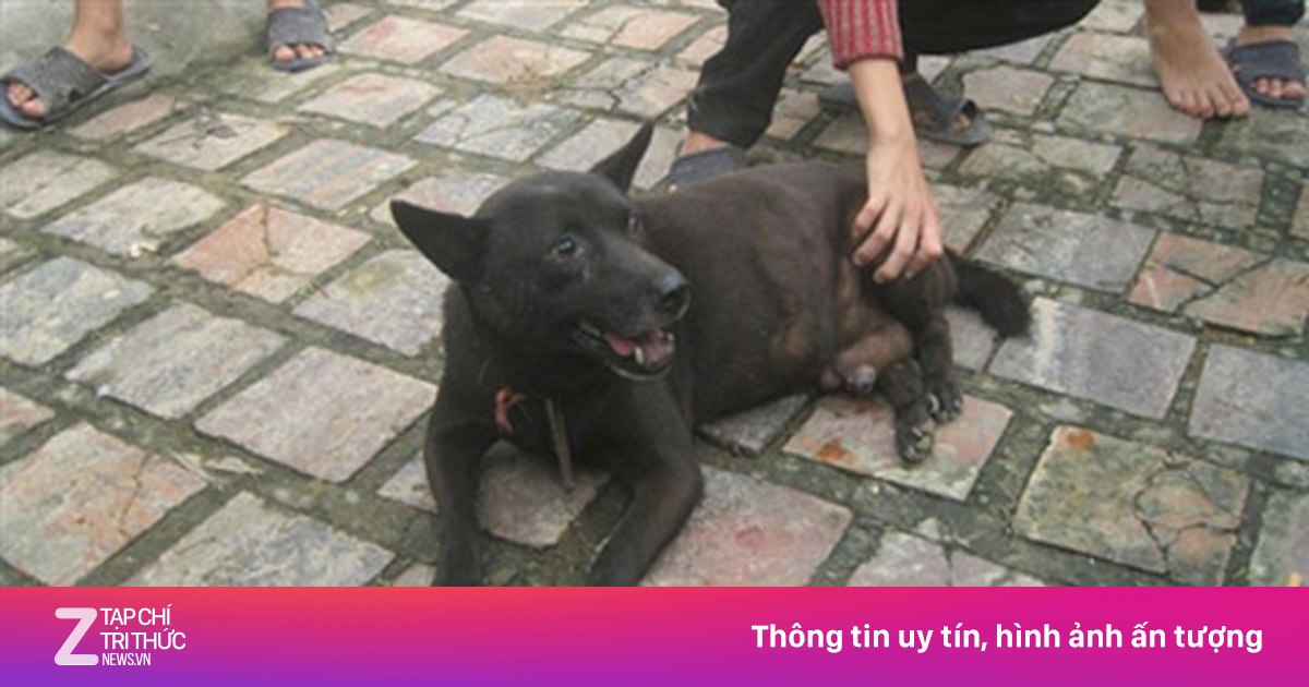 Chó đực đẻ con, chuyện chưa từng có ở Việt Nam | Znews.vn