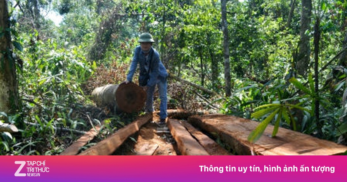 Lâm tặc bị cây đổ đè chết trong vùng đệm Phong Nha – Kẻ Bàng - Xã hội ...