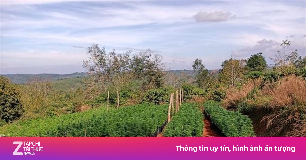 Tạm giữ một người để điều tra hành vi trồng hơn 3.000 cây cần sa - Pháp ...